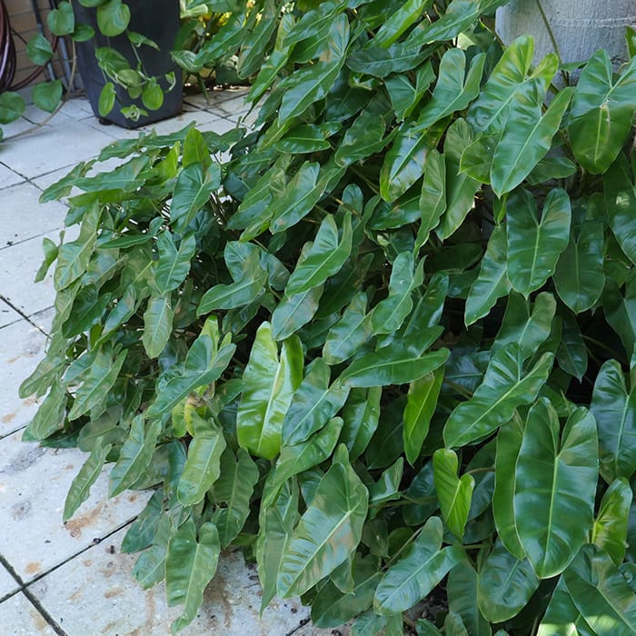 Plant ID – 100 – Phyta